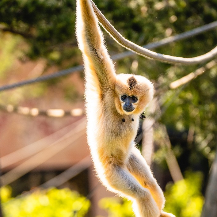 Dyreparken: Taming tech for a wild customer experience | Merkle